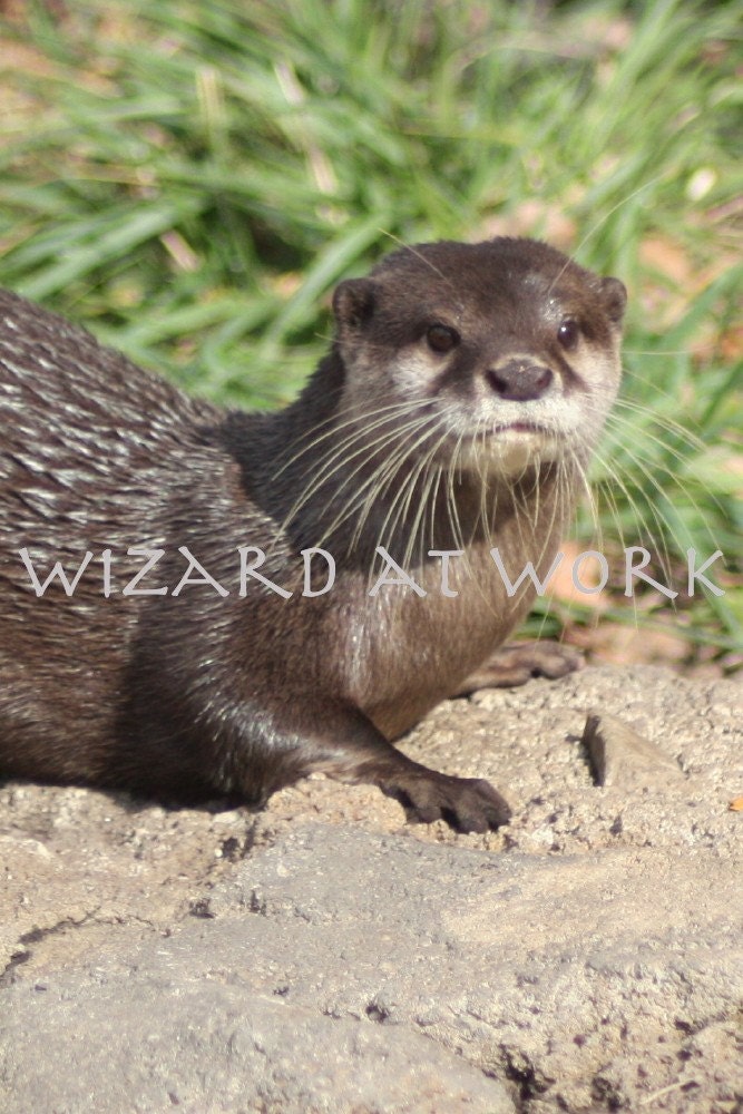 Otterly Adorable otter mustelid wildlife mammal by WizardAtWork Otterly Adorable otter mustelid wildlife mammal by WizardAtWork