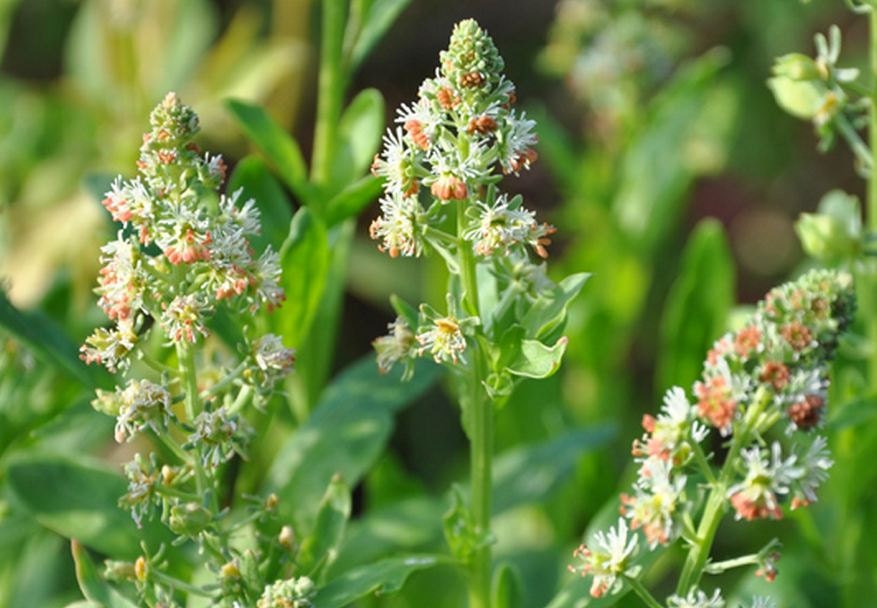 Mignonette Mignonette Seeds Highly Fragrant by thegardenstudio