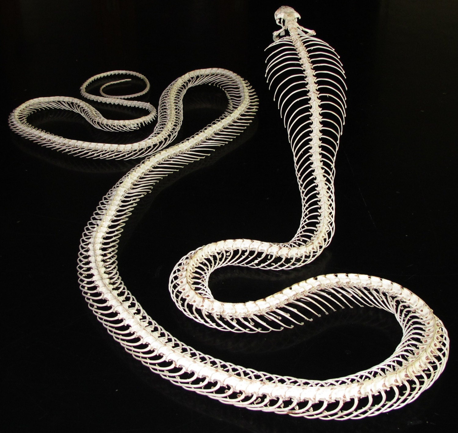 King cobra skeleton by TheBoneLair on Etsy