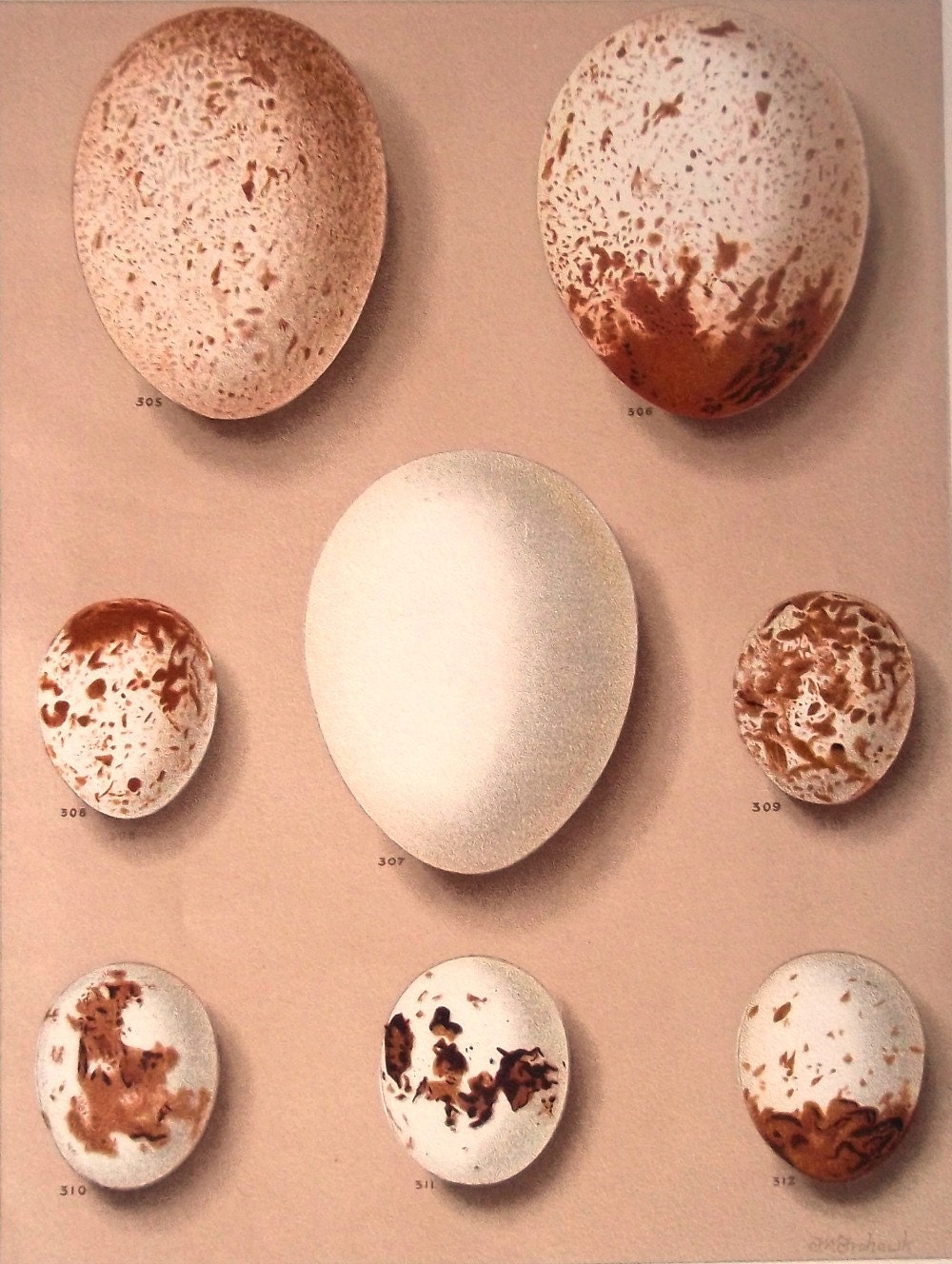 Antique Print1904eggs109 Years Old By Castafioreoldprints