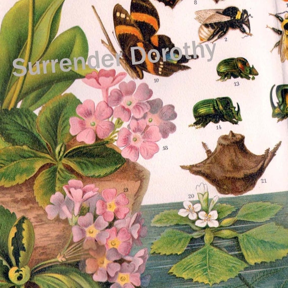 Darwin's Natural Selection Butterflies Insects Entomology