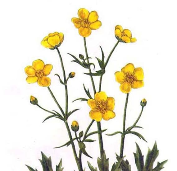 Buttercup Ranunculus Acris Vintage 1955 Botanical Lithograph