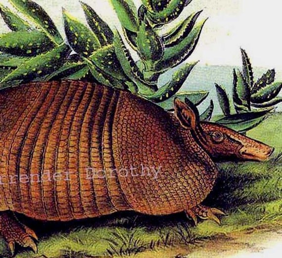 Nine Banded Armadillo Audubon Naturalist Vintage Wild Animal