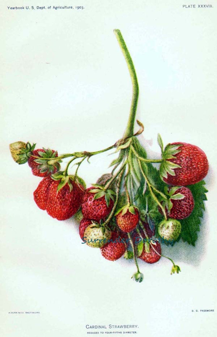 Cardinal Strawberry 1903 USDA Antique by SurrenderDorothy on Etsy