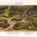 Poisonous Snakes 1887 Victorian Herpetology Reptile