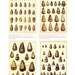 Poisonous Cone Shells South Pacific Caribbean Vintage Seba