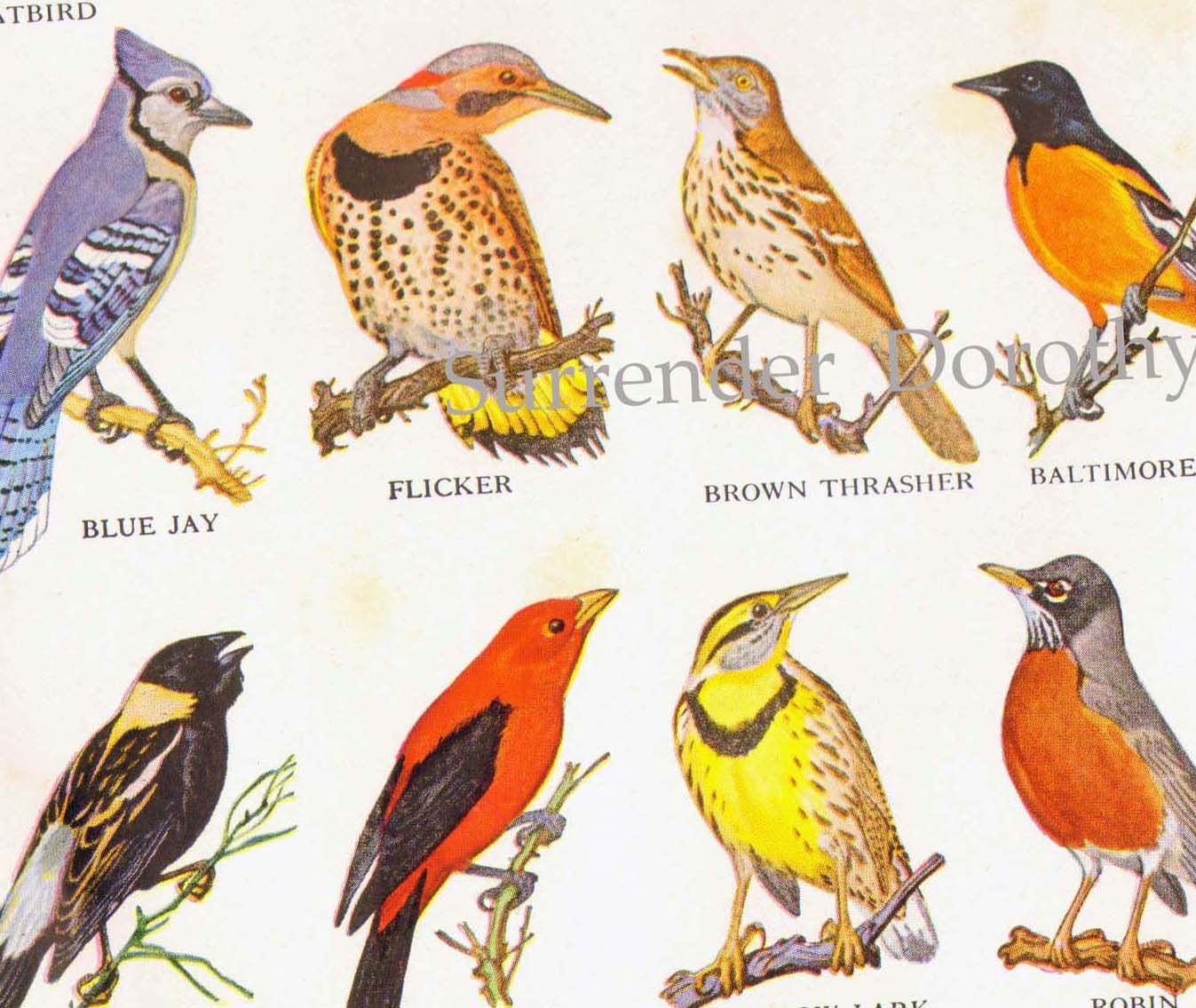 Wild Birds Of America Ornithology Vintage Chart Natural
