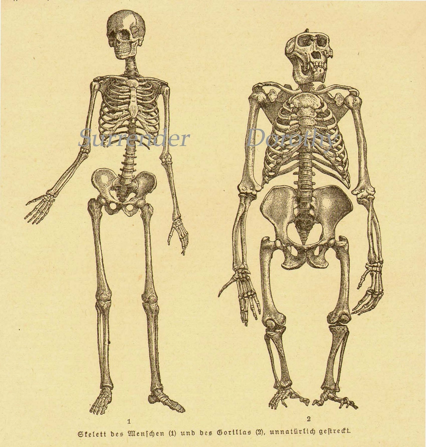 Human & Gorilla Skeletons Antique Anatomy by SurrenderDorothy