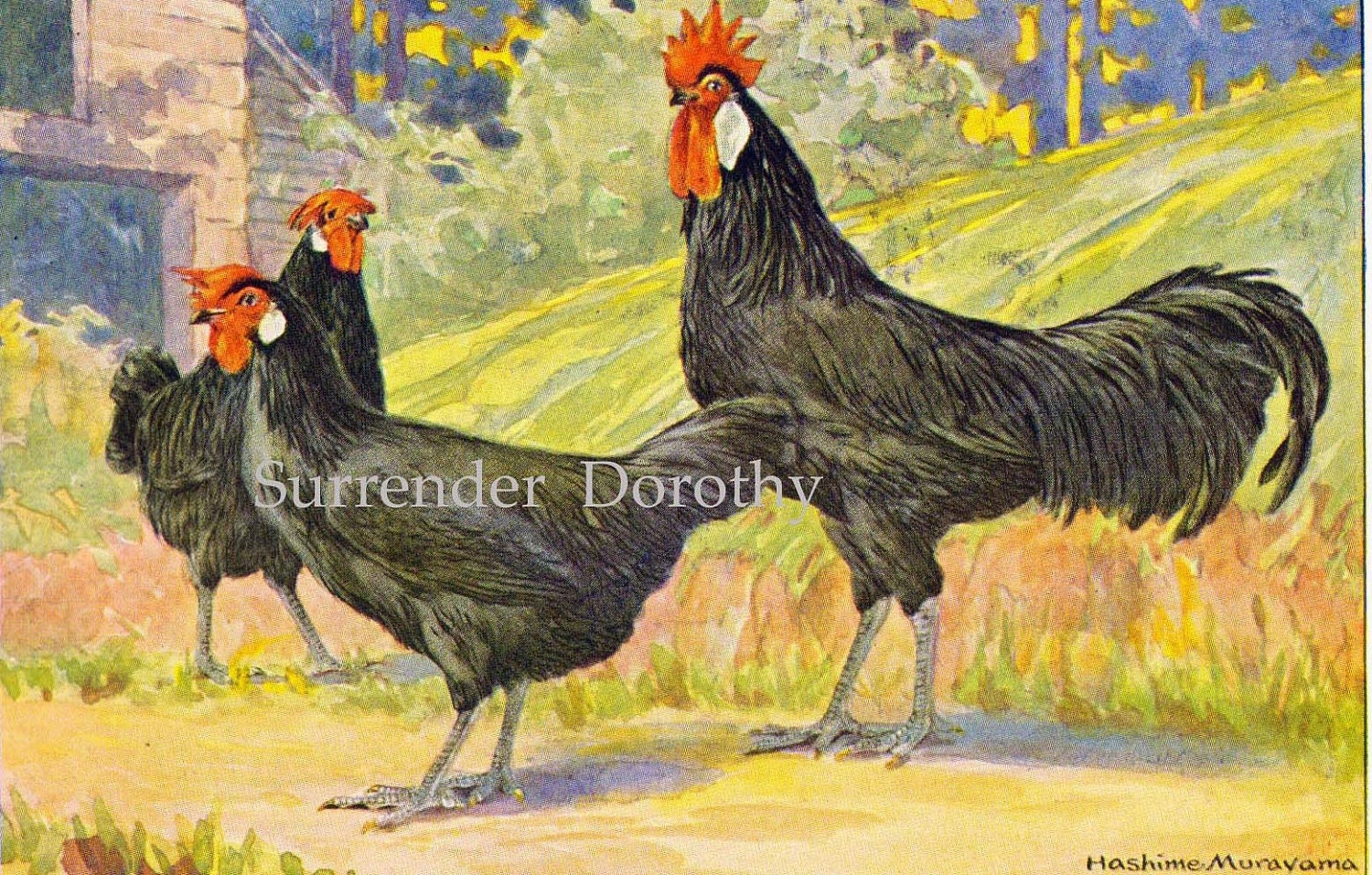 Chickens Black Minorca Gallus Bankiva & by SurrenderDorothy