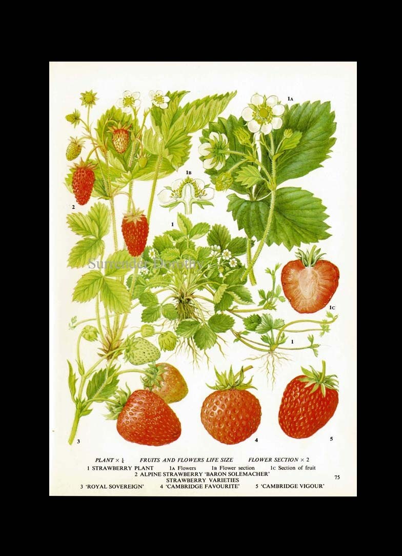 Summer Strawberry Chart Berry Fruit Botanical Lithograph Food