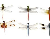 Popular items for dragonfly collection on Etsy