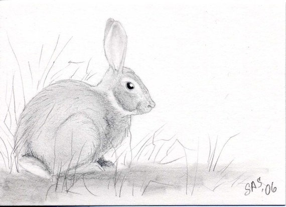 ACEO original art RABBIT eastern cottontail WILDLIFE by artbysas