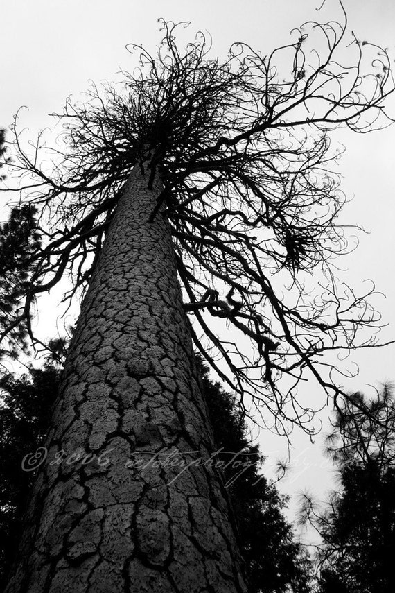 Items similar to Tim Burton Tree 8x10 Fine Art Photograph Nature ...