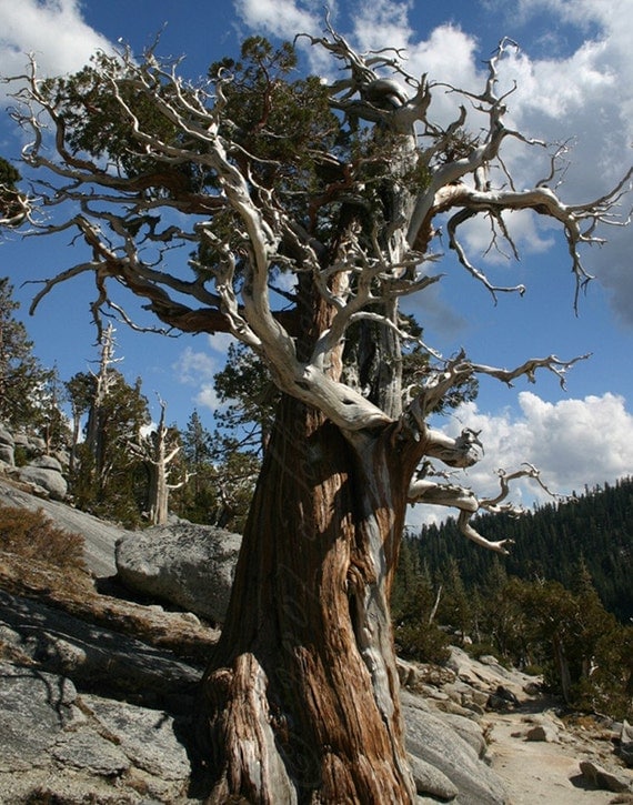 Old Twisted Tree