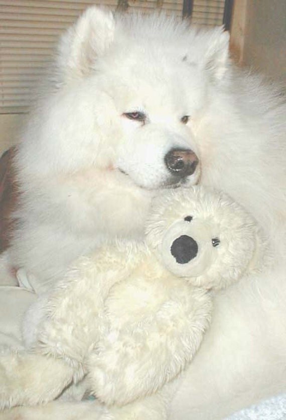 Samoyed Wool for Spinning