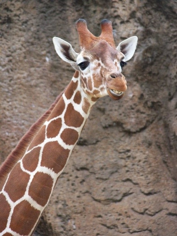 Stella the Laughing Giraffe 8 x 10 Photograph