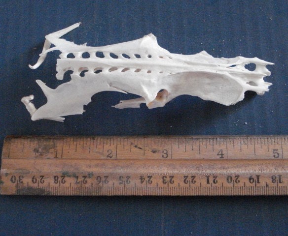Natural Crucifix Fish Skull or Sea Bird Bone Skeleton