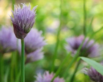 In a Mermaid's Garden Pink Water Lily Green by karencaseysmith