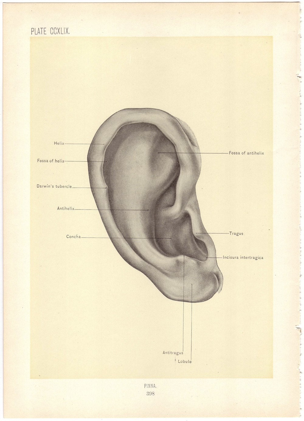 Vintage Illustrations Public Domain Ear