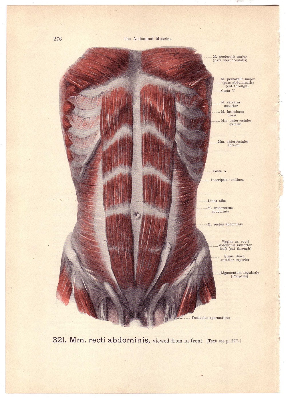 Male Abdomen Diagram Labeled