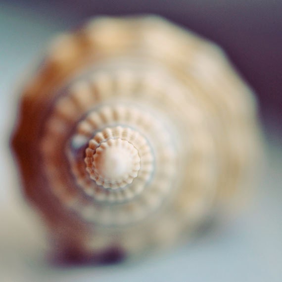 Items similar to Still Life, Shell Photograph, Seashell Print, Ethereal ...