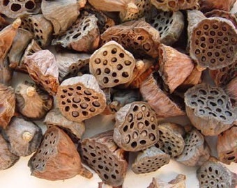 Mini Lotus Pods - 1/2 Pound