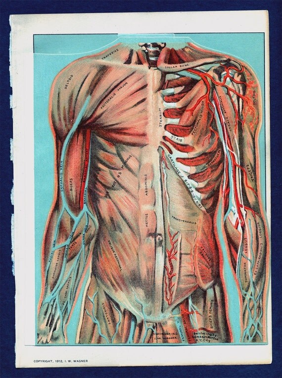 Original 1912 Torso Medical Illustration with Six Overlays