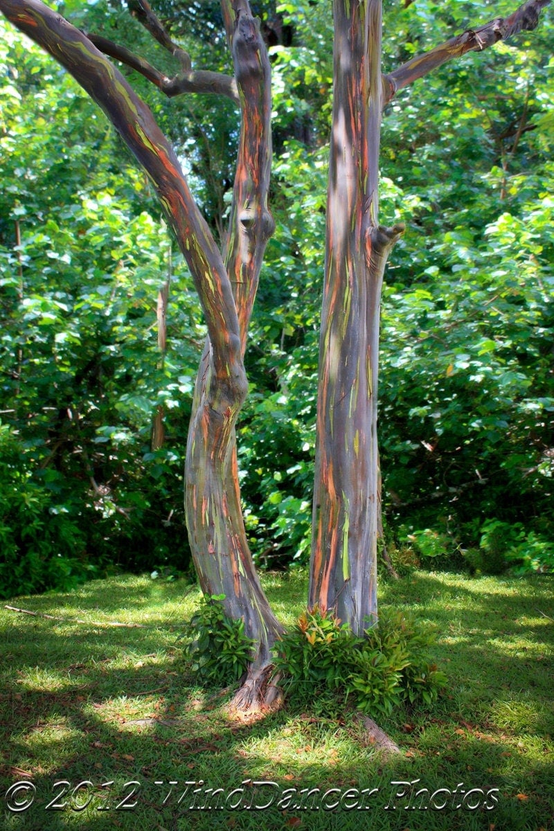 Eucalyptus Tree Hawaii Road To Hana at Mackenzie Mathy blog