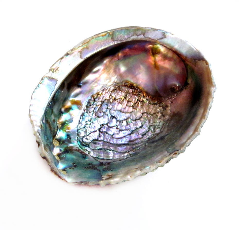 Abalone Shell Bowl Vintage Decorative Seashell Specimen