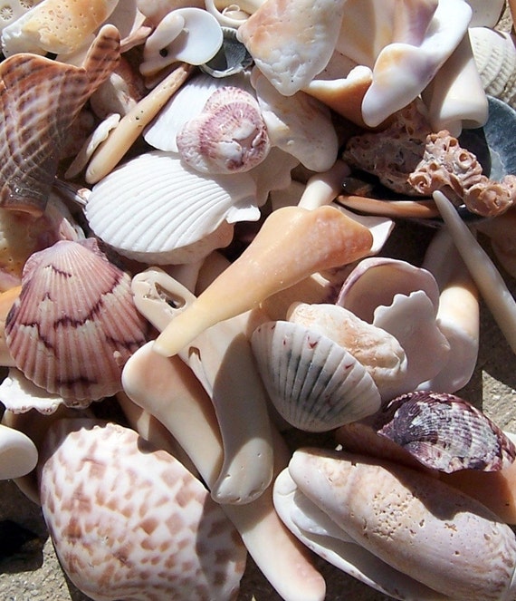 Sea Shells from the Gulf of Mexico Several Size Options