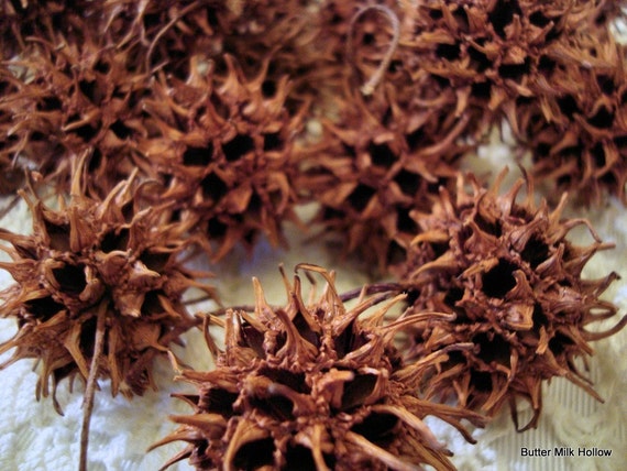 SWEET GUM TREE BALLS. SEED PODS. GUM BALLS. by buttermilkhollow