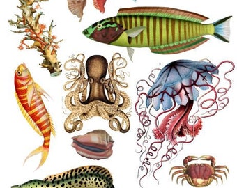 ocean sea life octopus fish eel vintage clip art collage