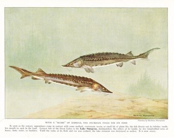 Sturgeon print | Etsy