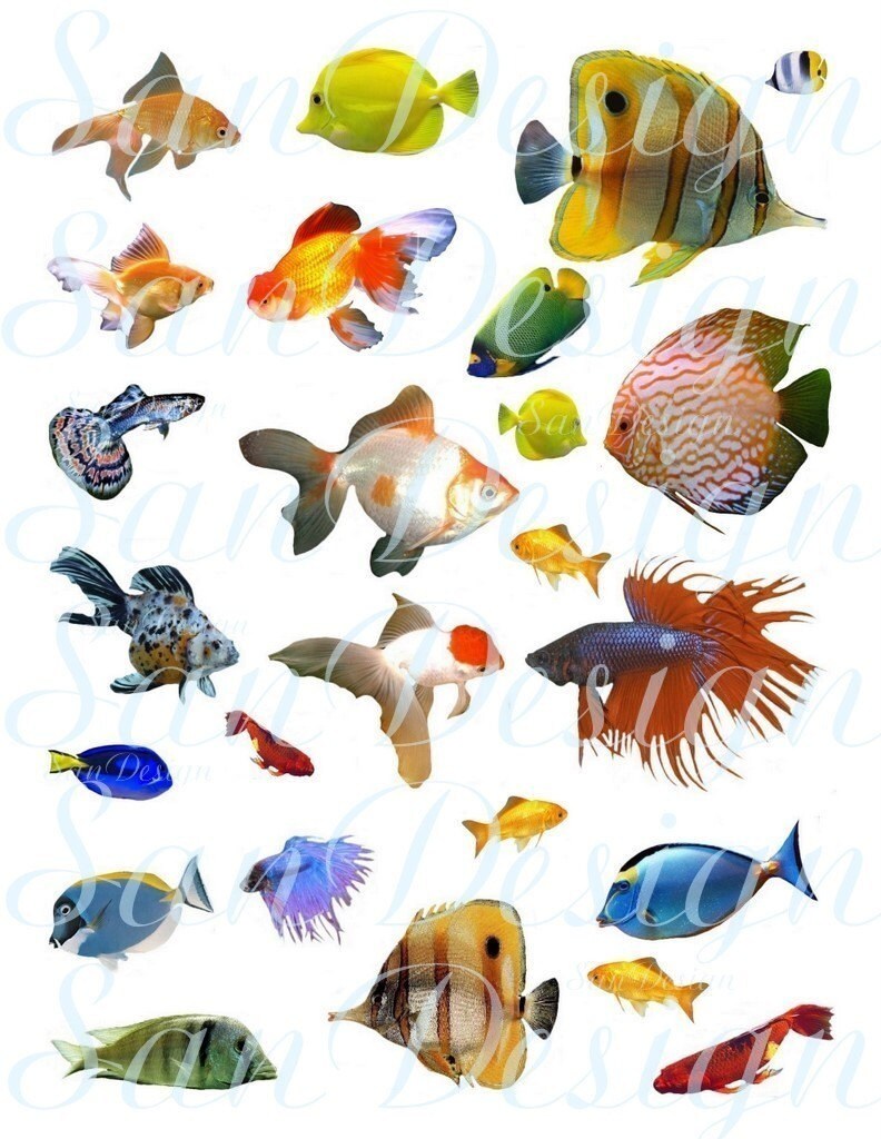 Fish 1 Digital Collage Sheet No. 115