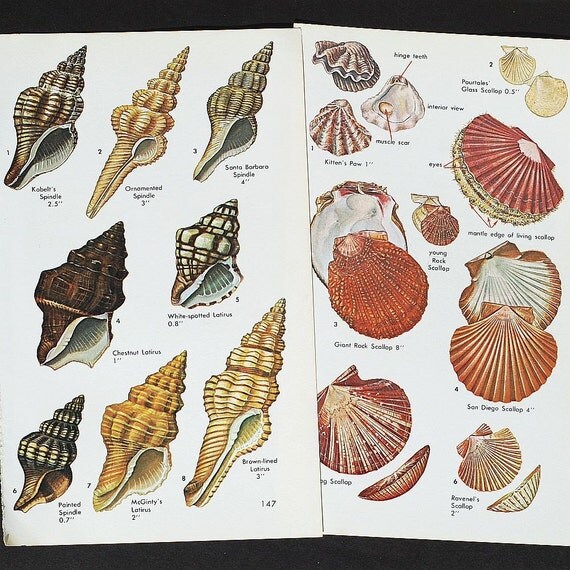 vintage illustrations sea shells