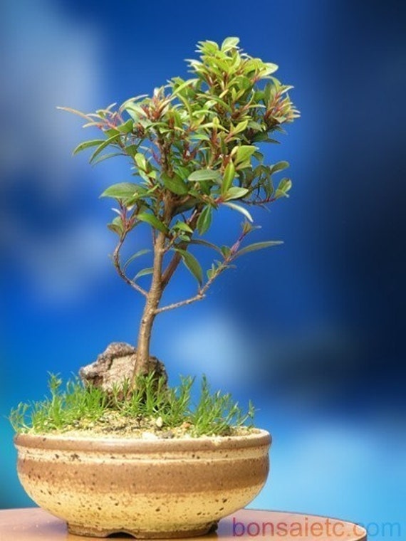 Indoor Flowering Cherry Tree