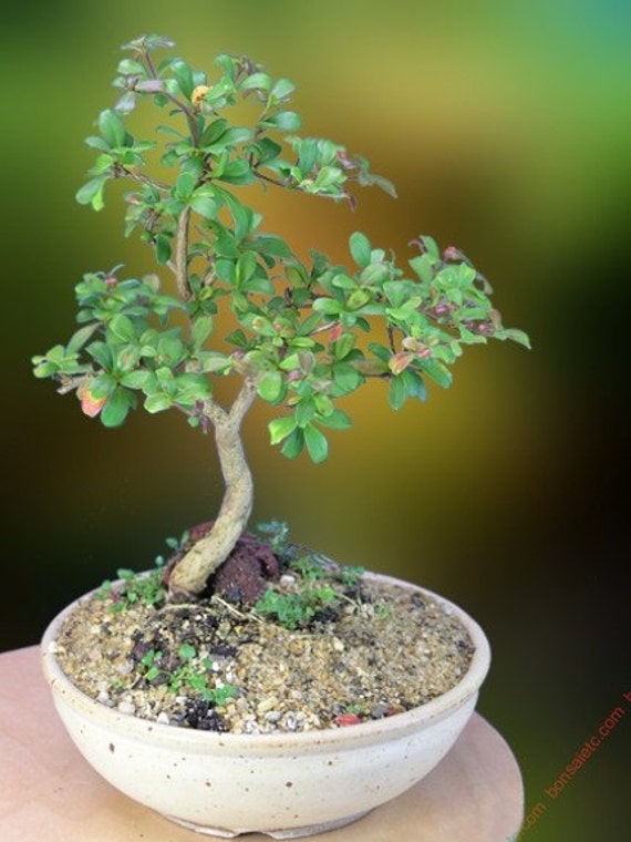 Bonsai Tree Centerpieces For Weddings