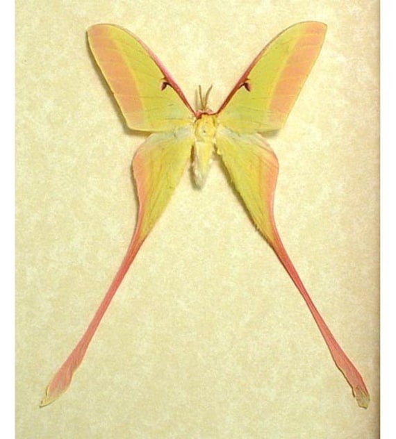 REAL MOTH CHINESE MOON MOTH Actias Dubernardi LONG PINK TAILS