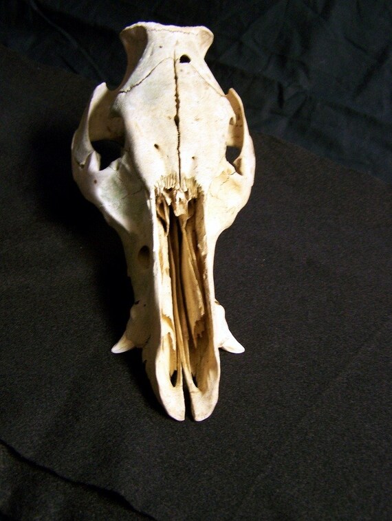 Wild Boar Skull by Metalwoodsnwater on Etsy