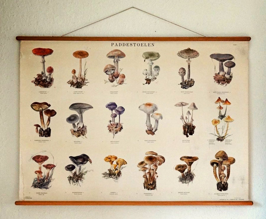 Mushroom Identifier Chart