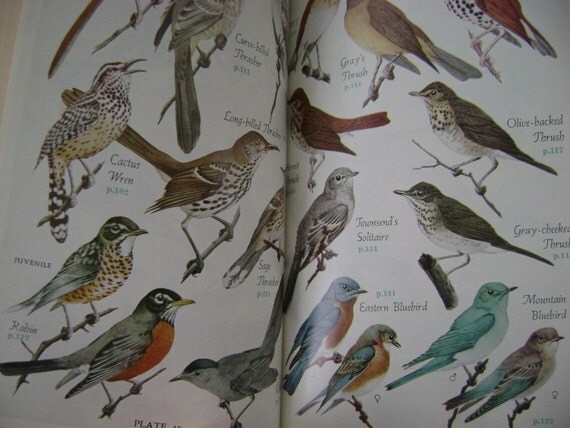 Audubon Land Bird Guide 1949