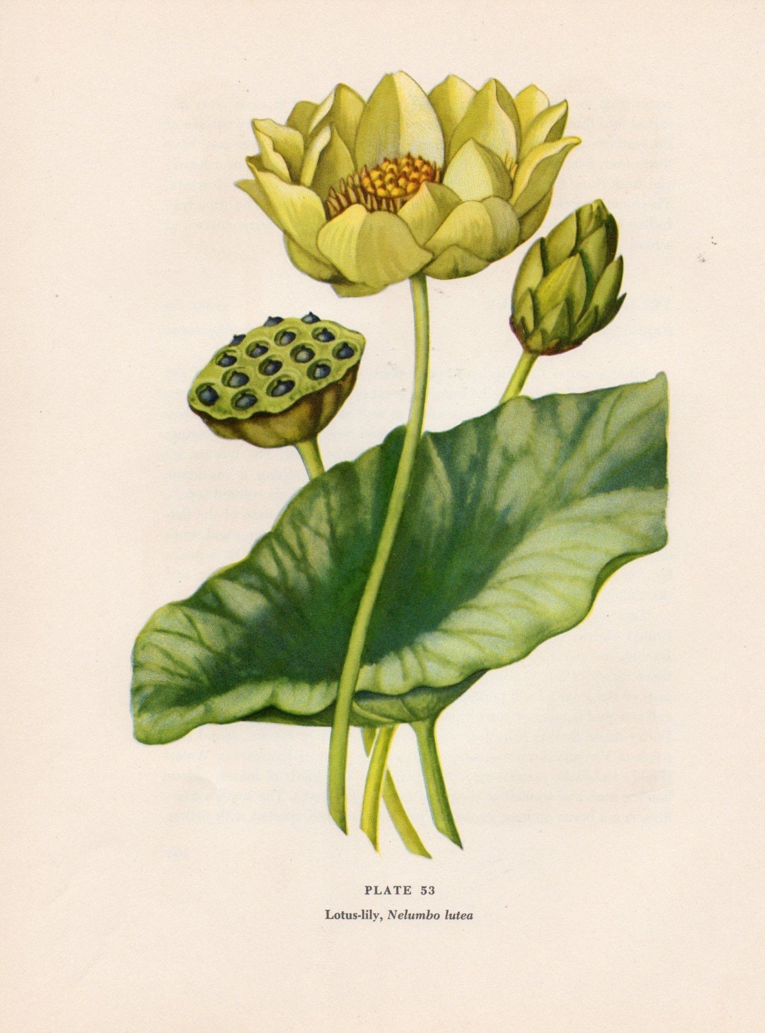 Vintage Lotus Illustrations: Stunning Artwork for Your Collection
