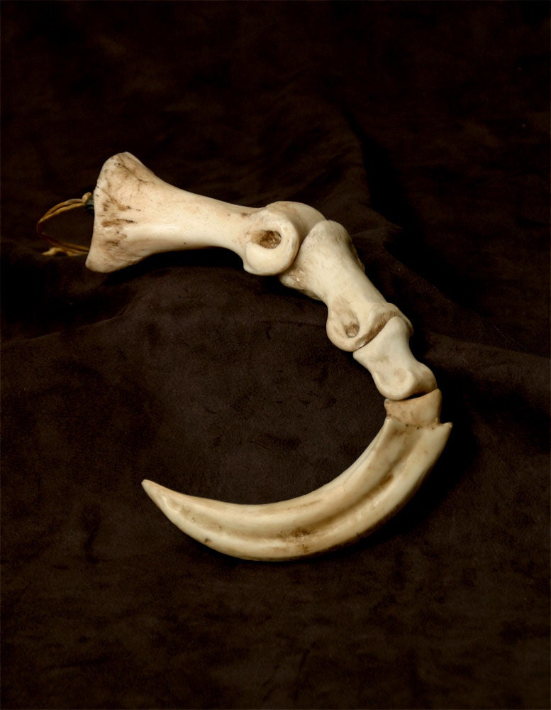 Articulated Dragon Claw Bone Large Talon