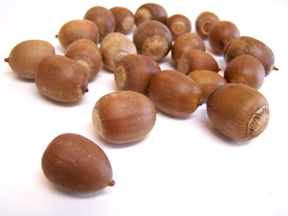 REAL ACORNS without CAP TOP LIDS