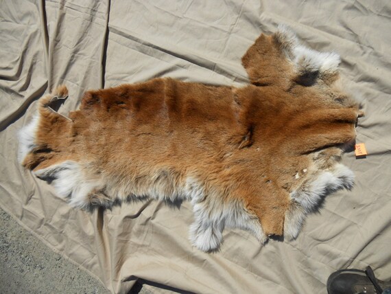 Large Cougar Mountain Lion Hide Piece Lot No A448
