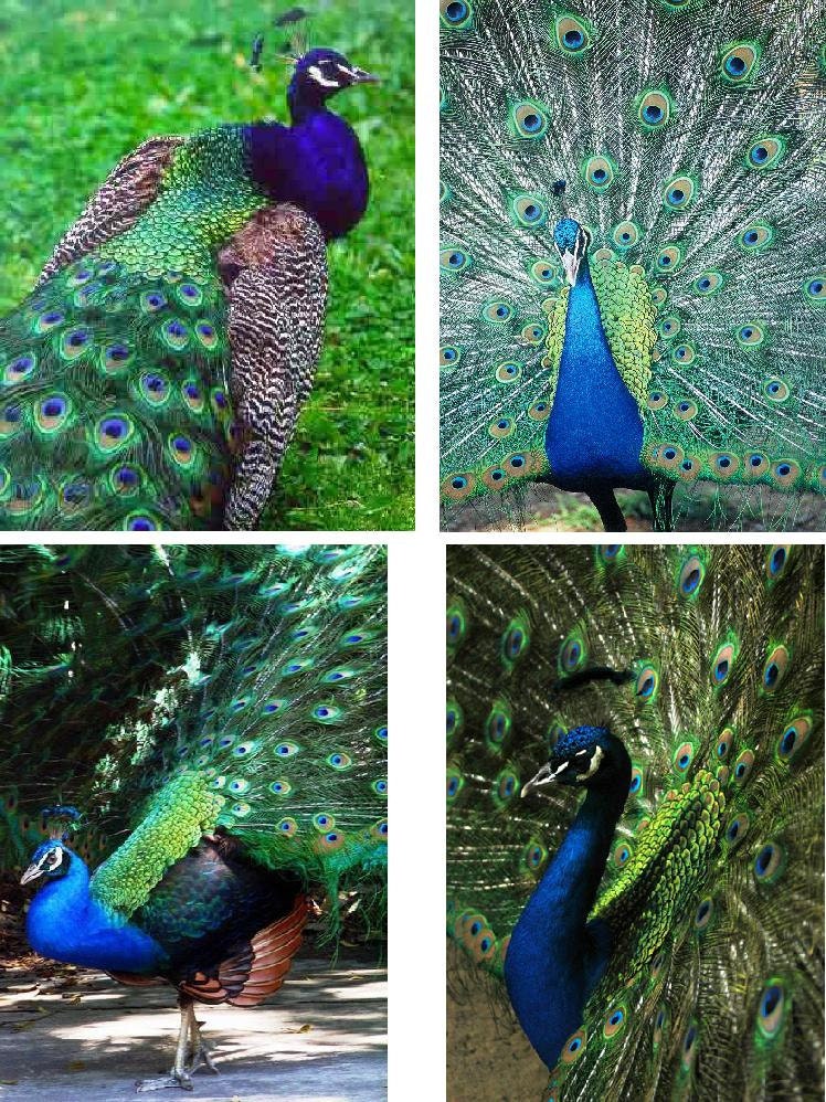 Lot Of 4 Peacock Fabric Panel Quilt Squares