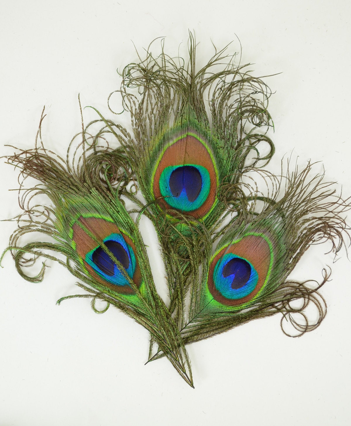 PEACOCK FEATHER Curl / 3 pcs / Natural / For Millinery or