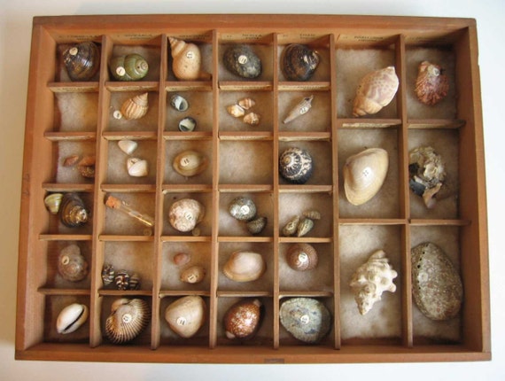 Antique Shell Specimen Boxes updated