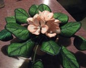 African violet | Etsy