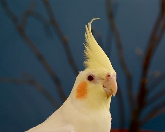 Yellow Parakeet With Red Eyes